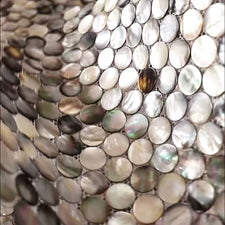 Penny Round Black Lip Mother of Pearl Shell Mosaic Backsplash Tile MOP ...